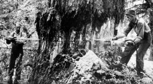 When Were Chainsaws Invented? - Chainsaw Larry